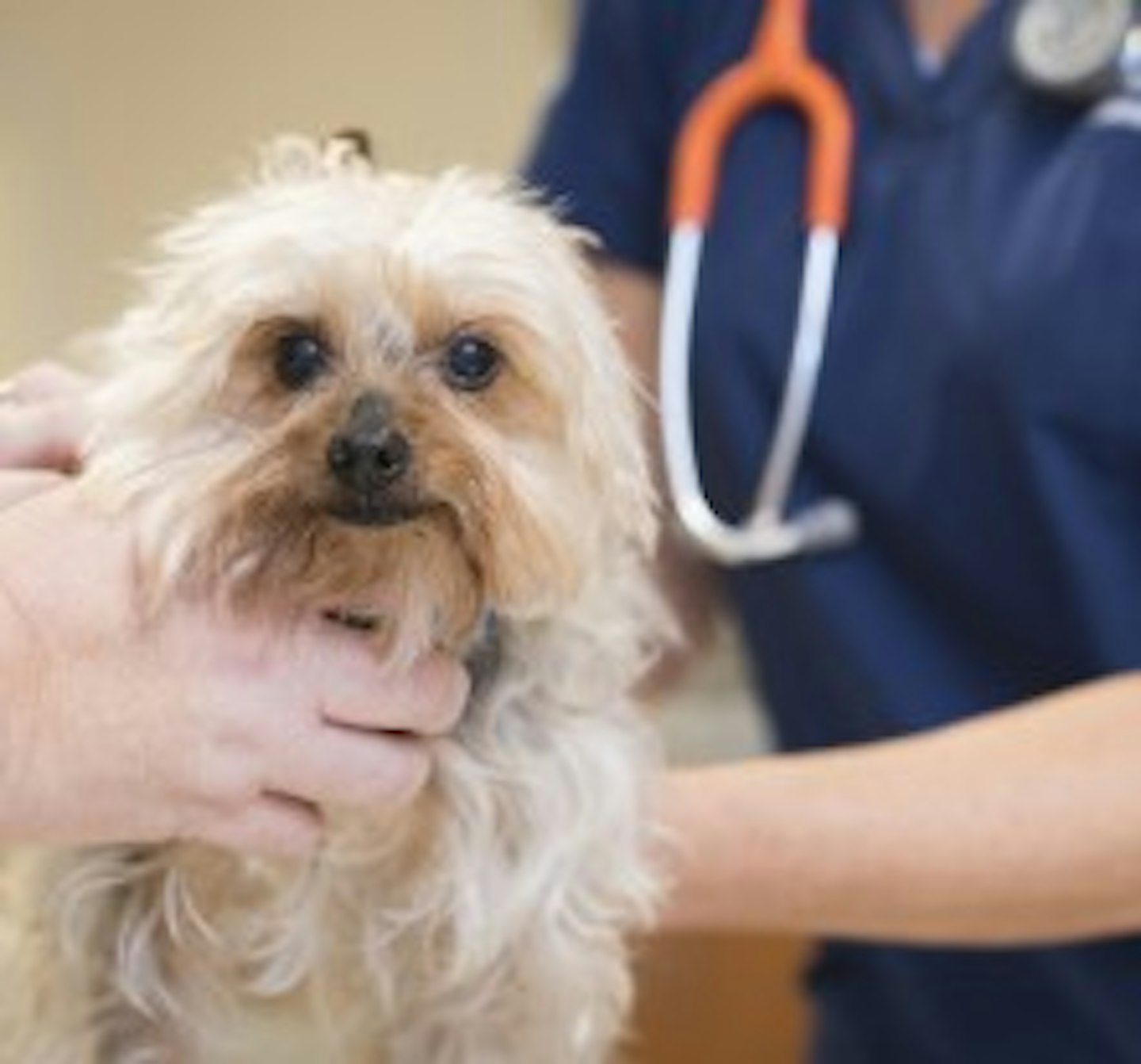Pine Street Animal Hospital | Spartanburg SC